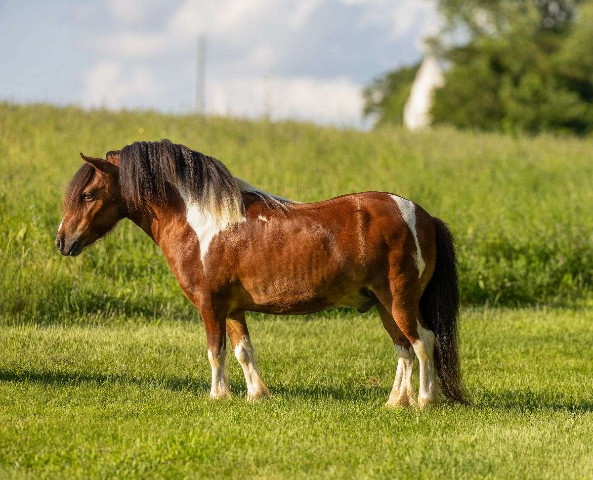Chubbs- the Ultimate Chunky Pony Dream