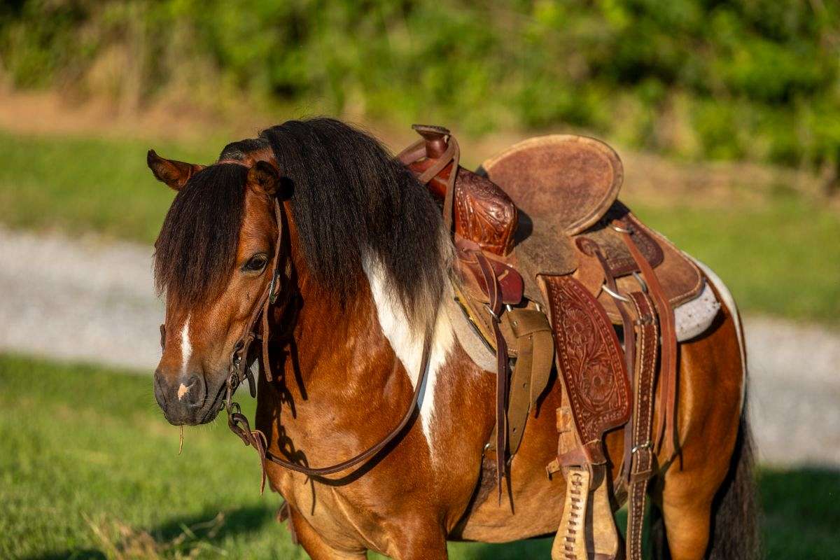 Chubbs- the Ultimate Chunky Pony Dream