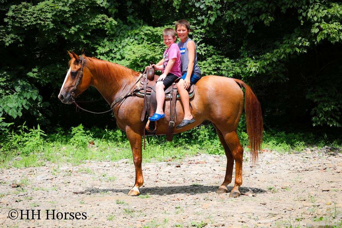 Youth, Beginner, and Novice Ridden Sorrel Quarter Horse Gelding, Gentle