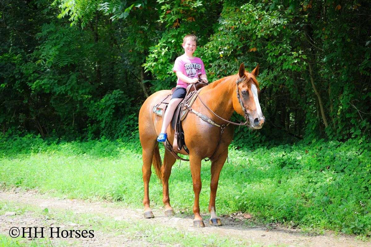 Youth, Beginner, and Novice Ridden Sorrel Quarter Horse Gelding, Gentle