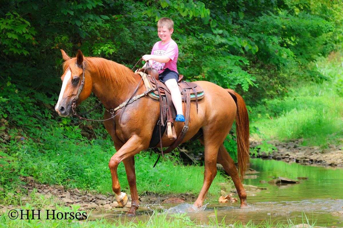 Youth, Beginner, and Novice Ridden Sorrel Quarter Horse Gelding, Gentle