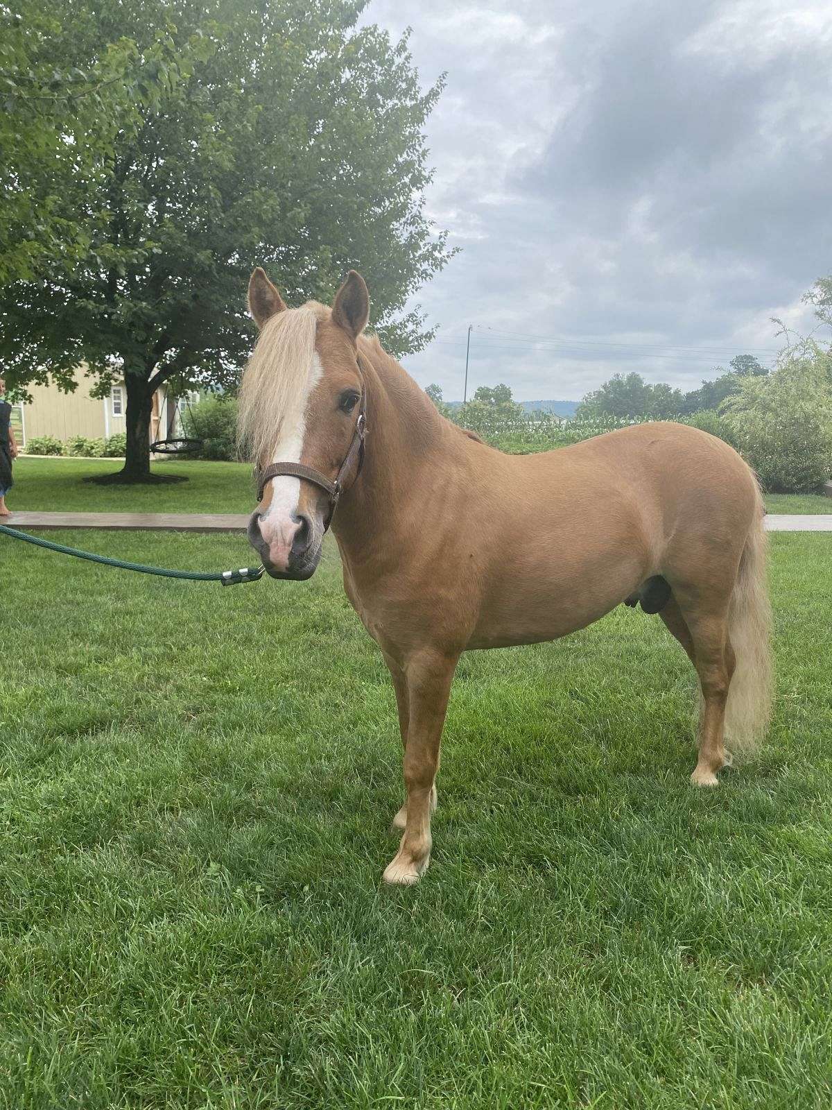 Mini Pony