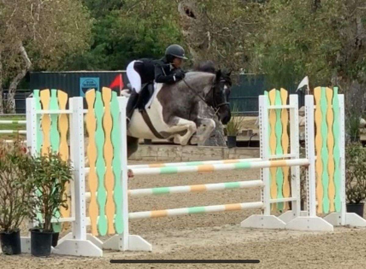 Panda Blue Roan Paint