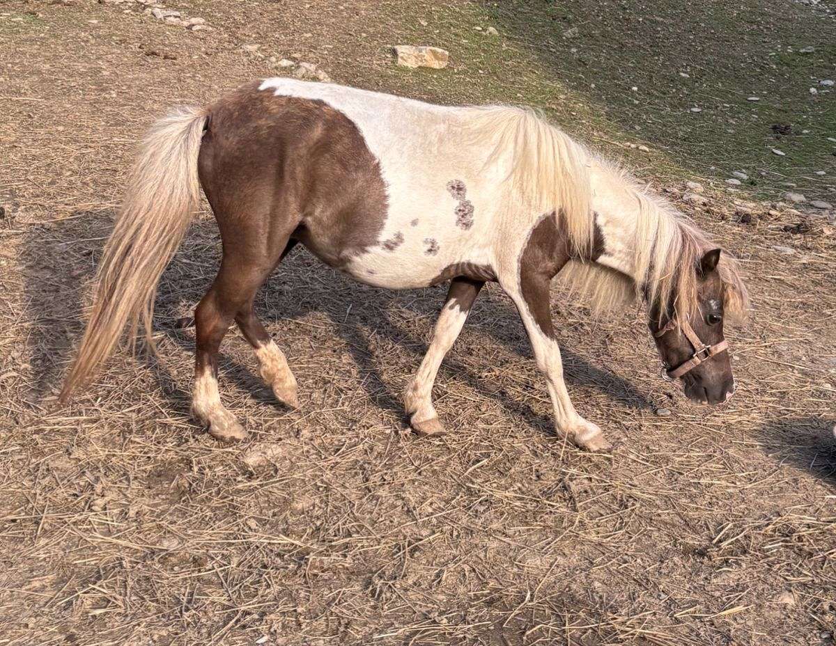 7 Y/O Silver Black Pinto Mare