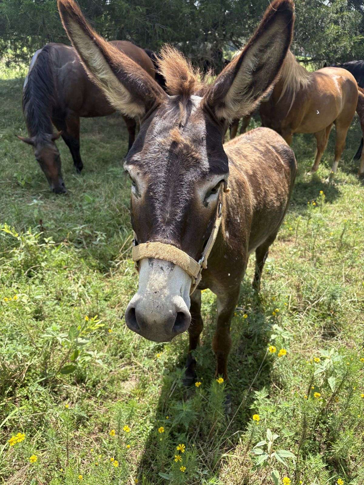 Maynard, Gelded Friendly Donkey, Maynard, Arkansas