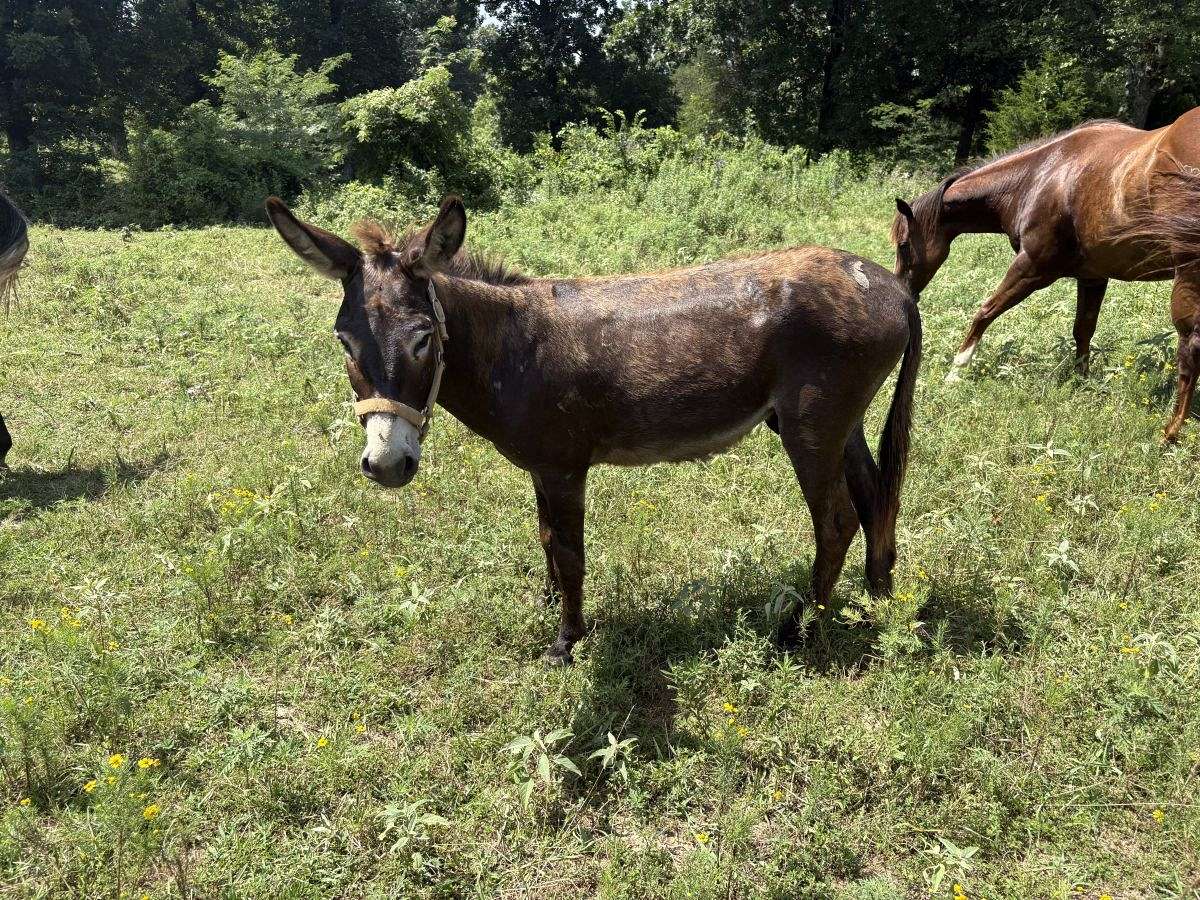 Maynard, Gelded Friendly Donkey, Maynard, Arkansas