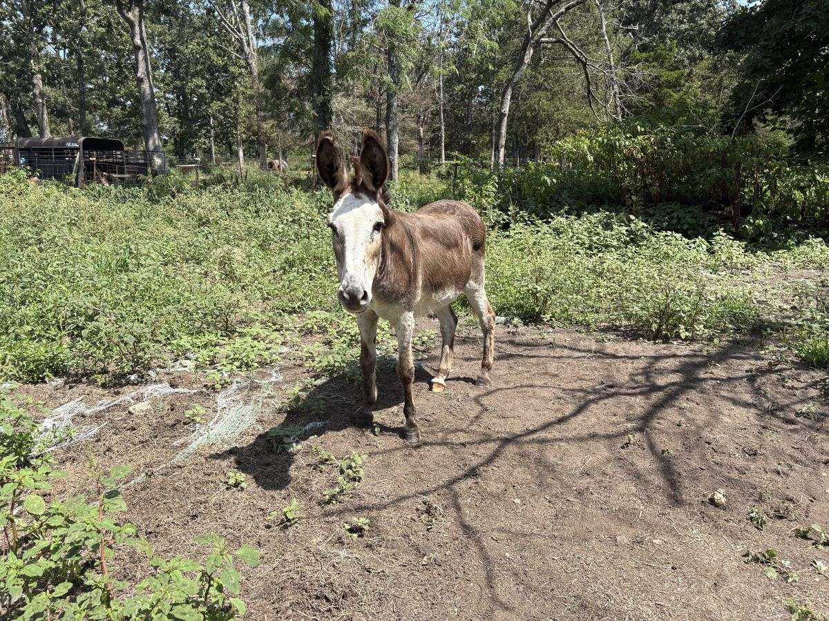 Matilda: Jenny Donkey With Great Looks, Maynard, Arkansas