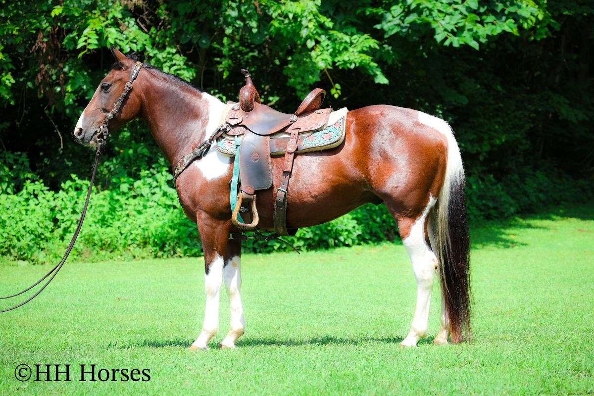 Real Flashy, Seasoned, Experienced Bay and White Tobiano Ranch Horse, Trail