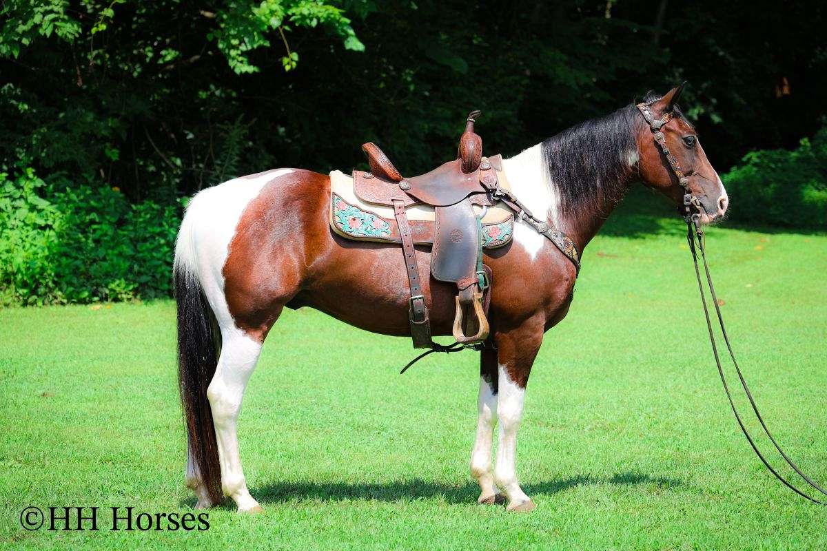 Real Flashy, Seasoned, Experienced Bay and White Tobiano Ranch Horse, Trail