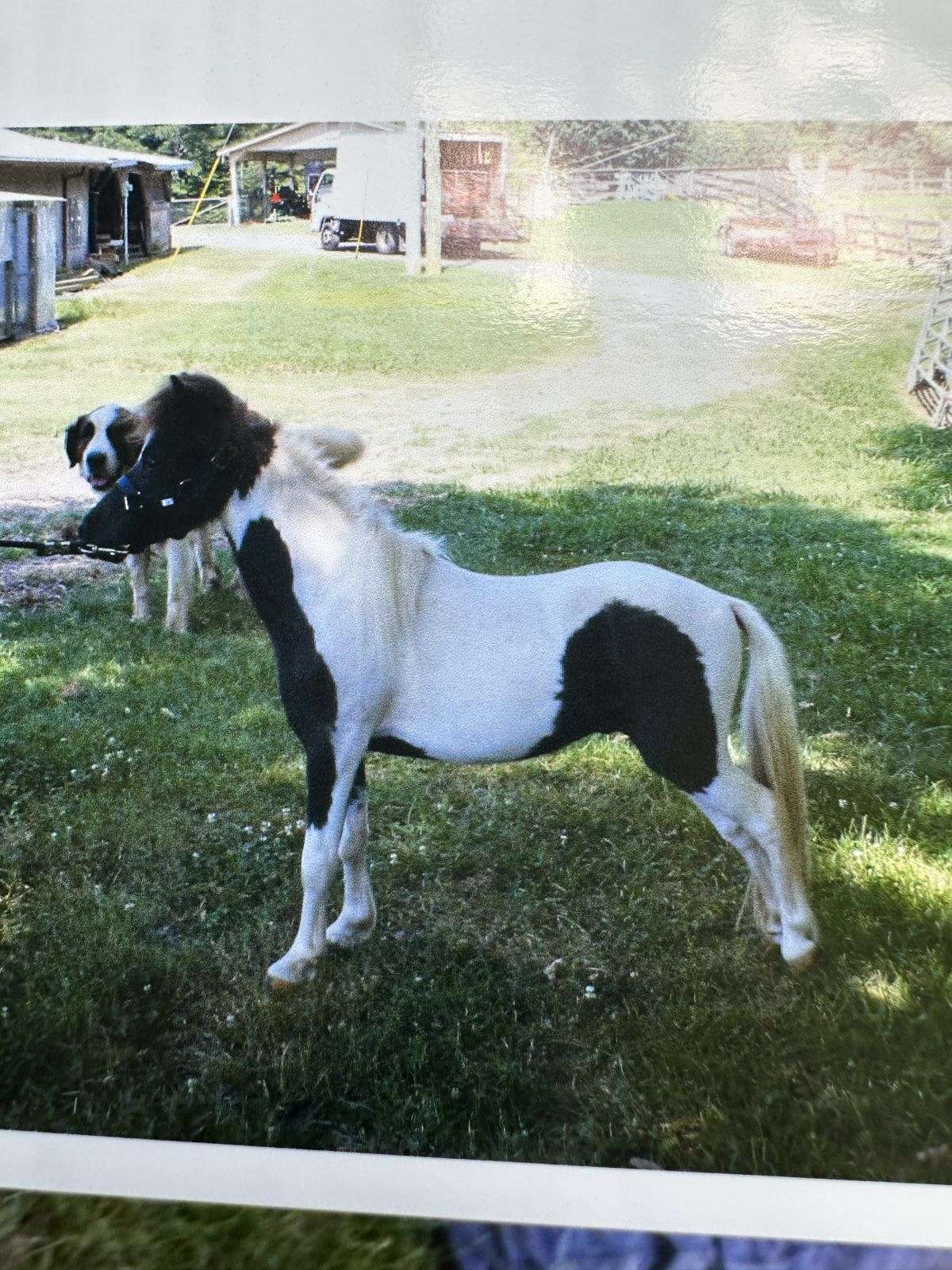 Miniature Black and White Yearling Colt for Sale