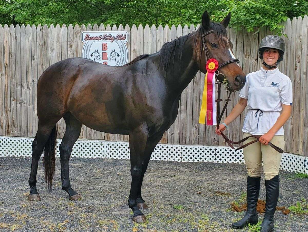 Champion Black Bay Thoroughbred Mare