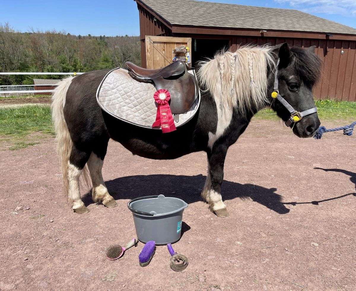 The Perfect Kids Pony