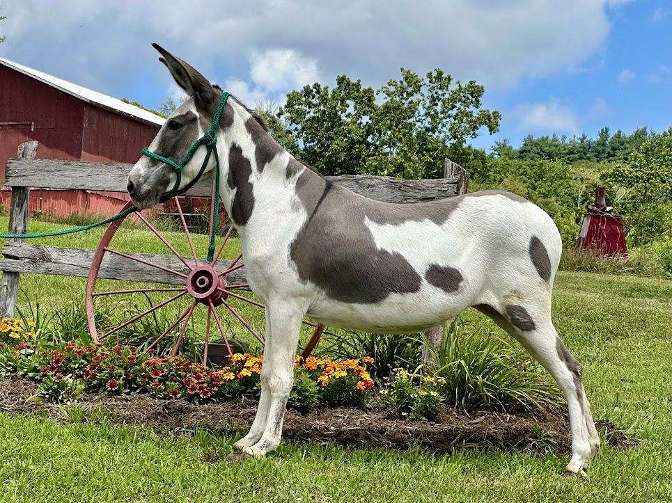 Wow! Pair of Spotted Standard Jenny Donkeys