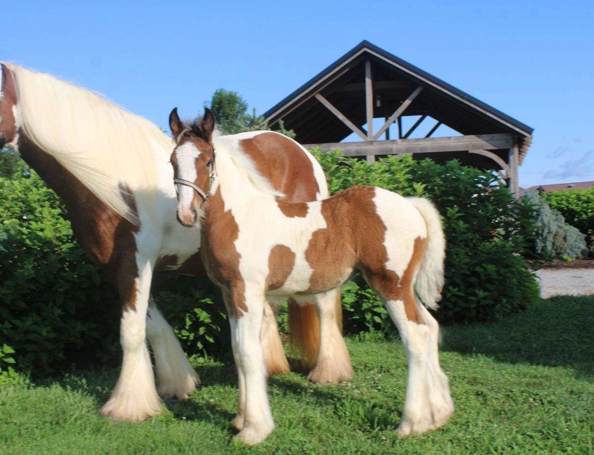 Purebred Gypsy Vanner Filly