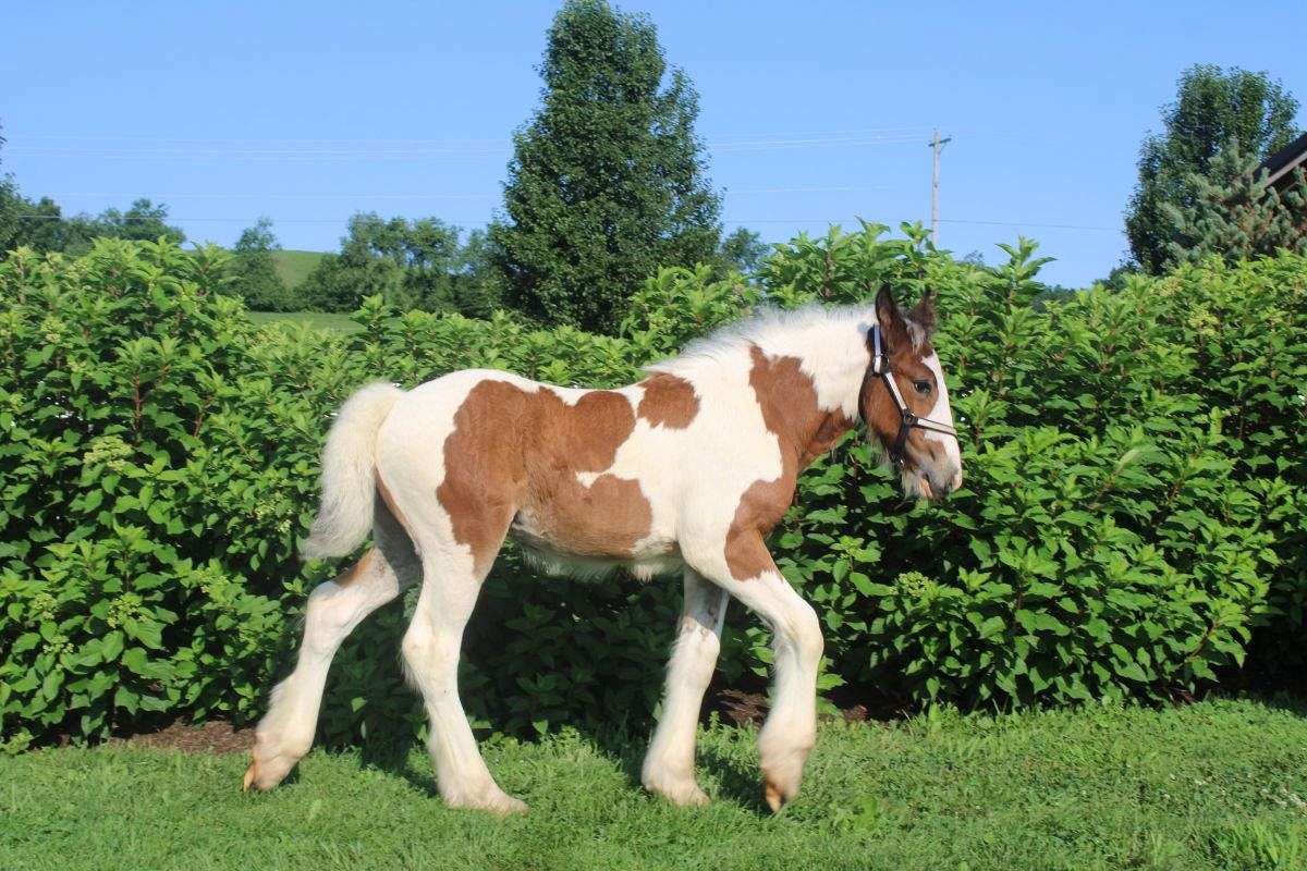Purebred Gypsy Vanner Filly