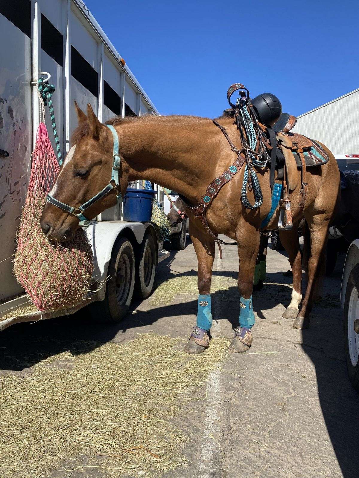 Finished Gaming/Cow Horse