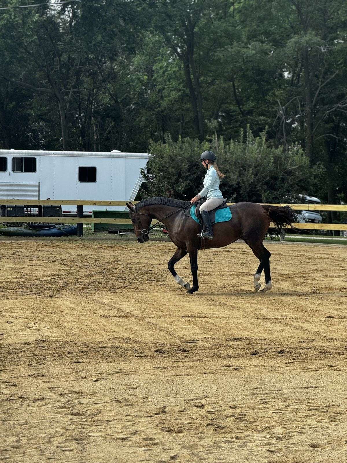 10 Year Old Thoroughbred Mare, Storm
