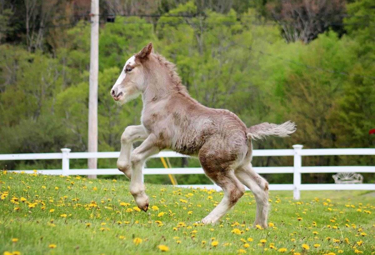 Whr Warlock / Silver Gelding