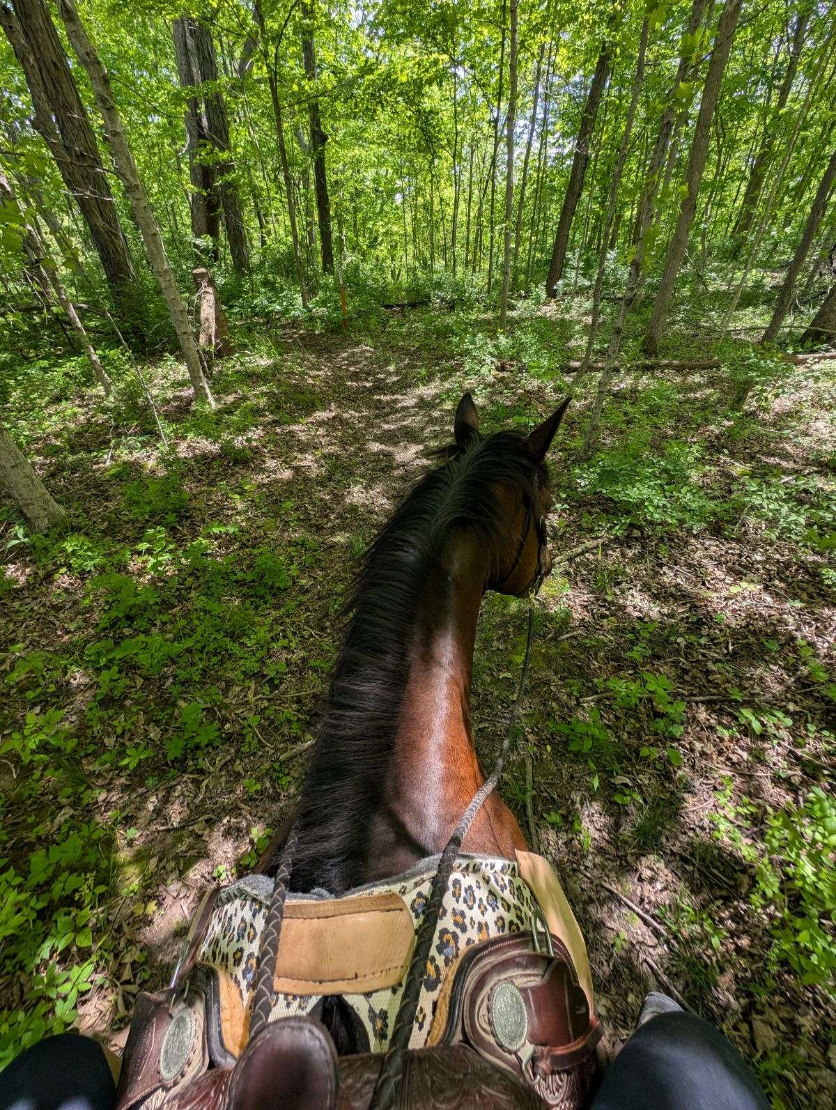 Gorgeous, Sweet Mare