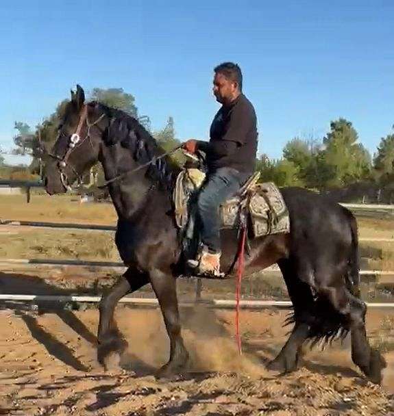 2017 Friesian by Fridse 423 X Tiertje X Wander 352
