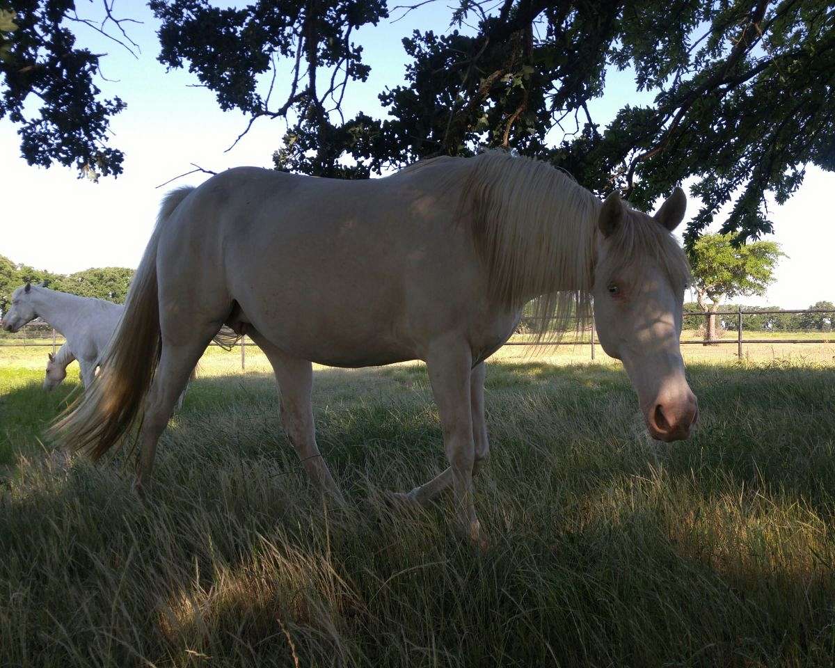 Proven Producer, Great Home Only