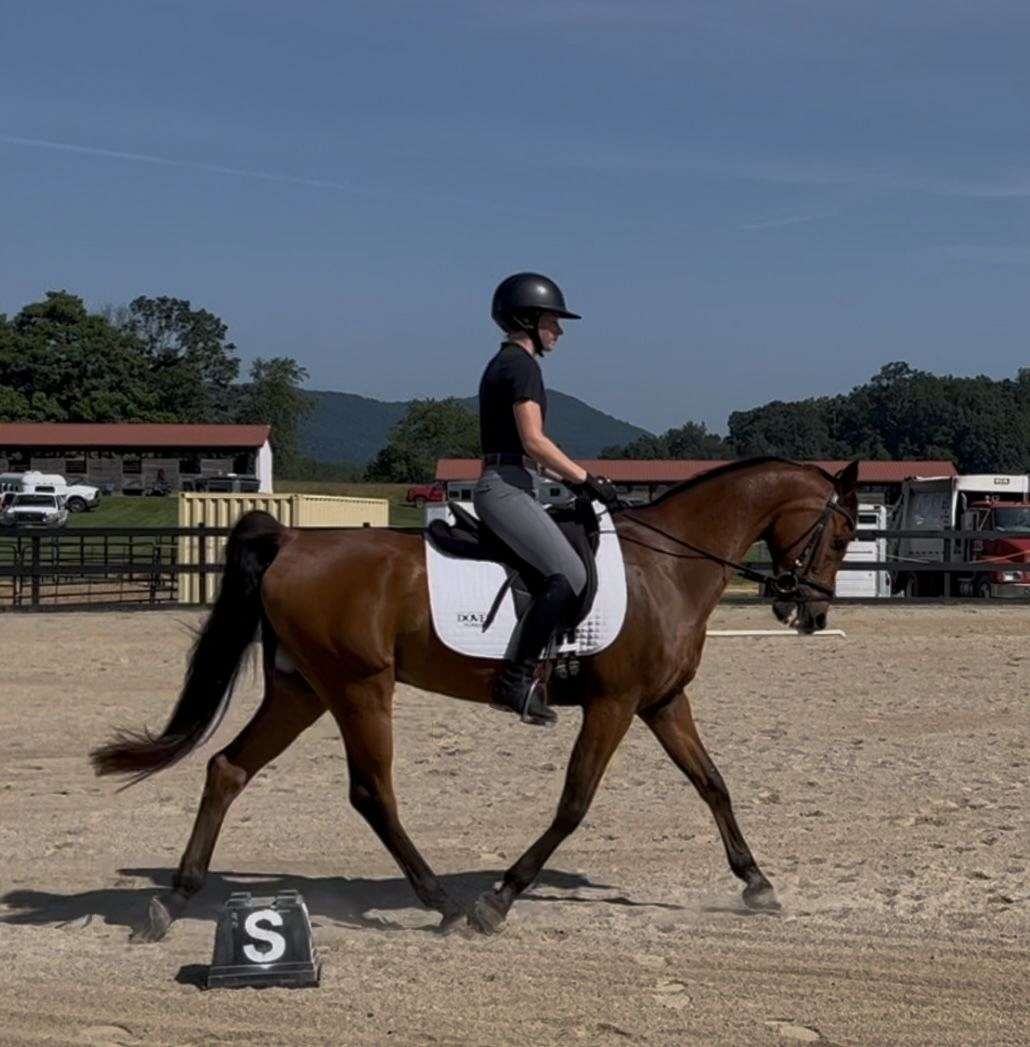 Banjo - Half Arabian Gelding
