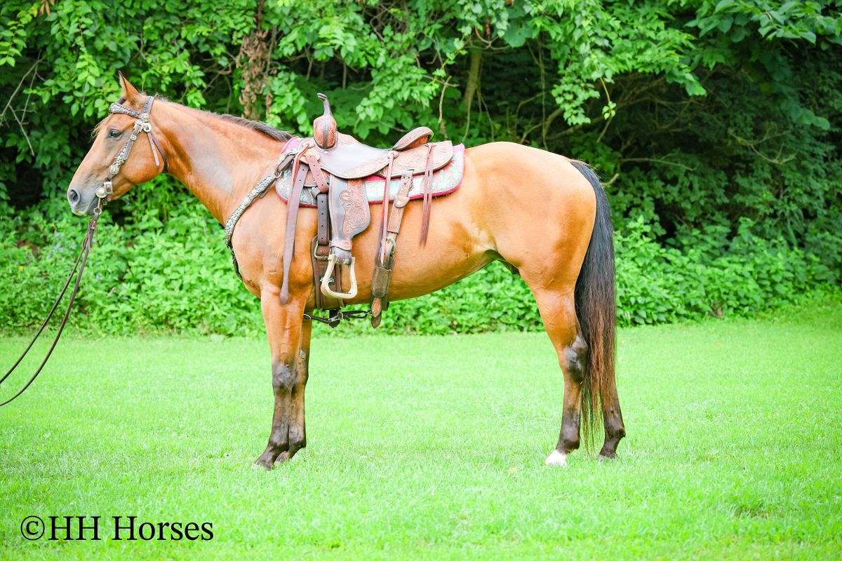 Really Well Broke Bay Quarter Horse Ranch Mare, Anyone Can Ride, Gentle