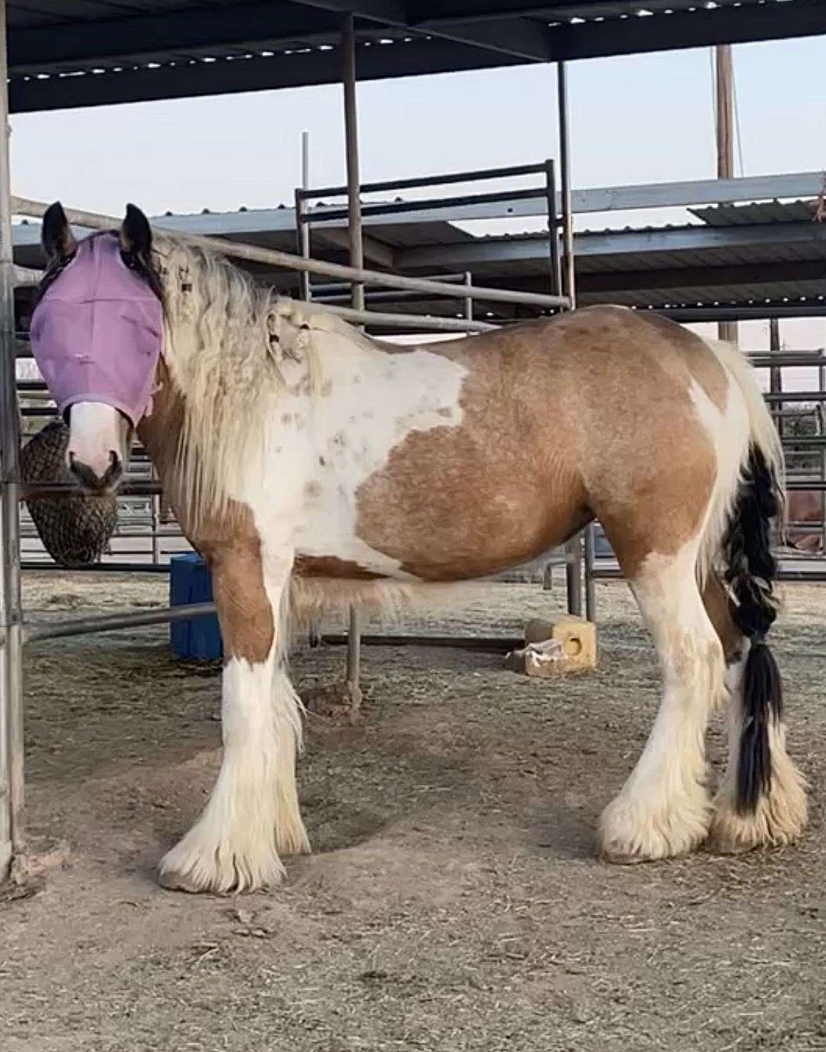 Flashy Buckskin Tobiano Gypsy