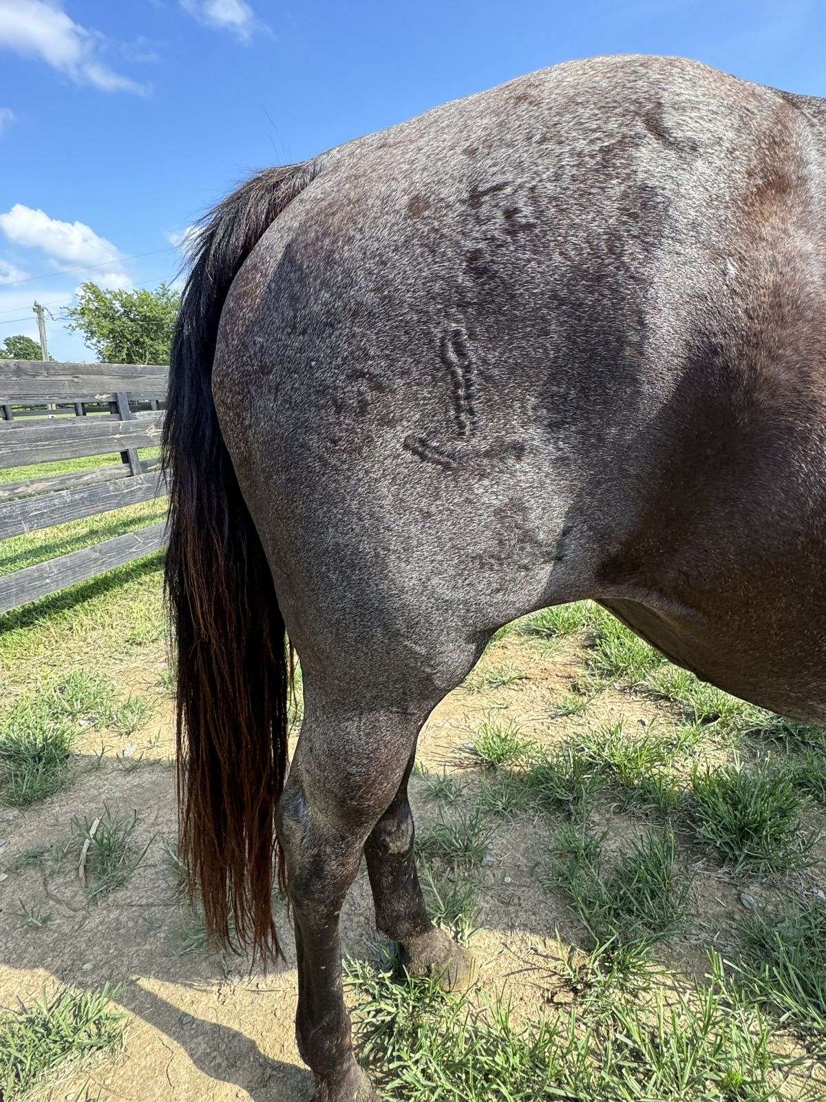 2 in One Package. QH Mare Bred to Friesian Stallion