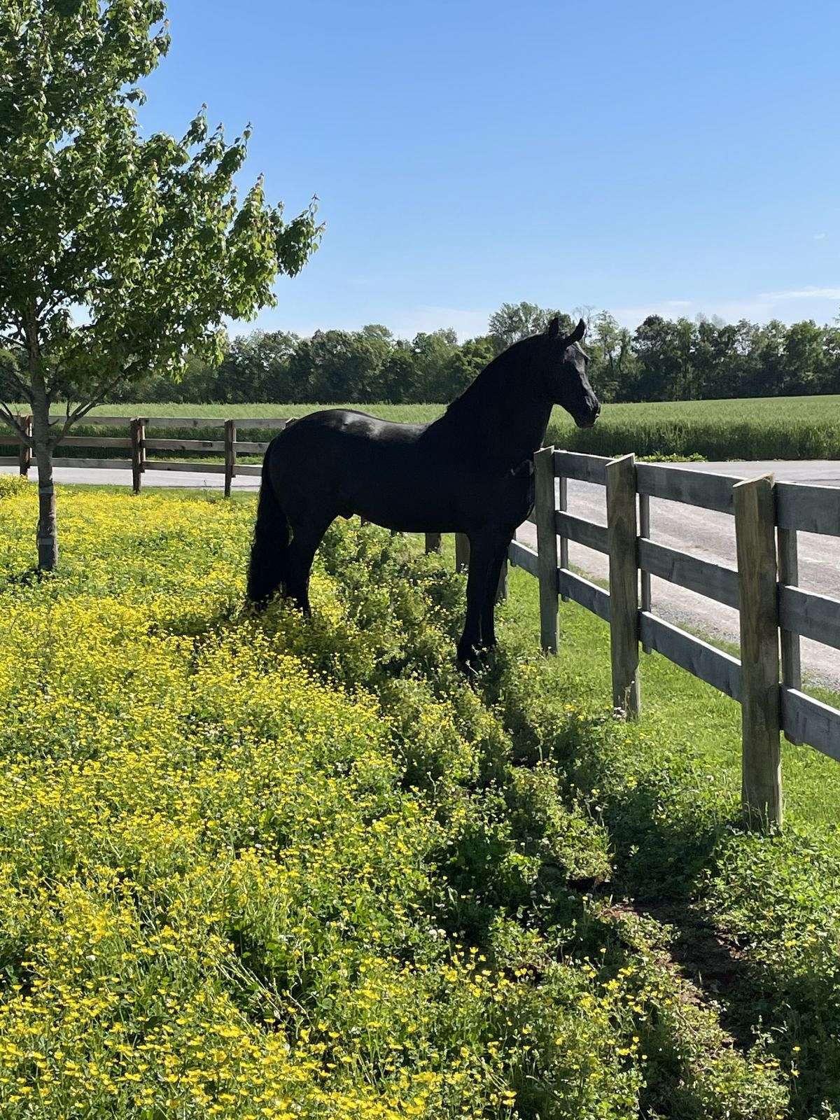 2 in One Package. QH Mare Bred to Friesian Stallion
