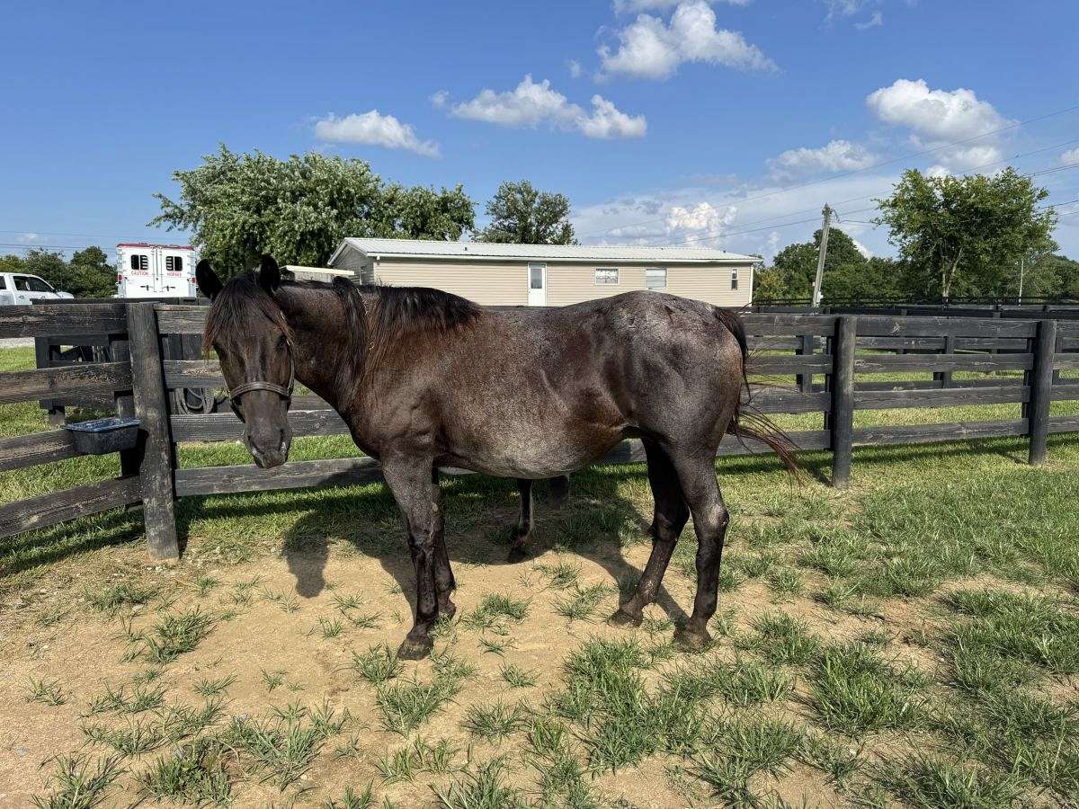2 in One Package. QH Mare Bred to Friesian Stallion