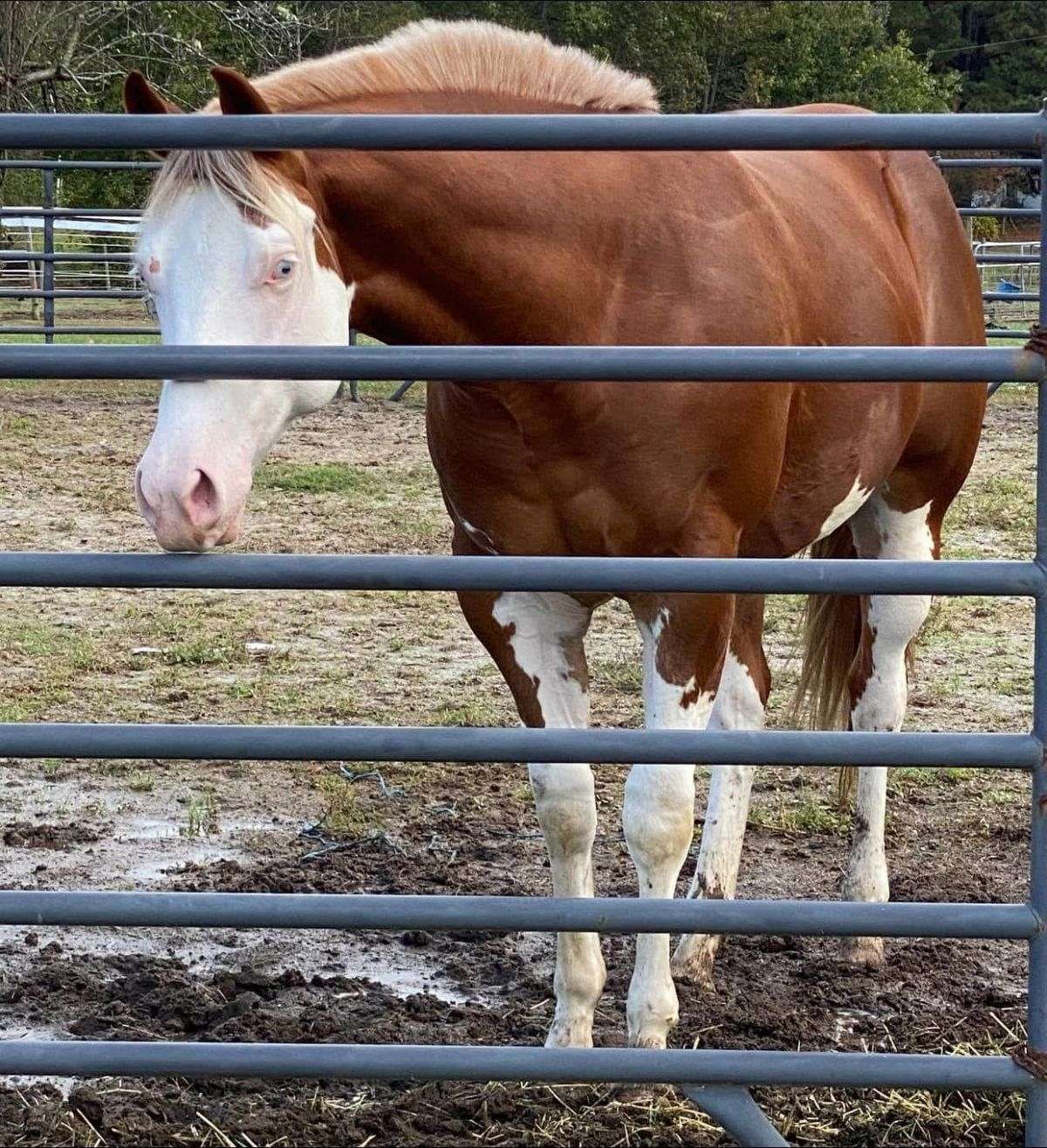 Beautiful AQHA/APHA Chestnut Overo Colt