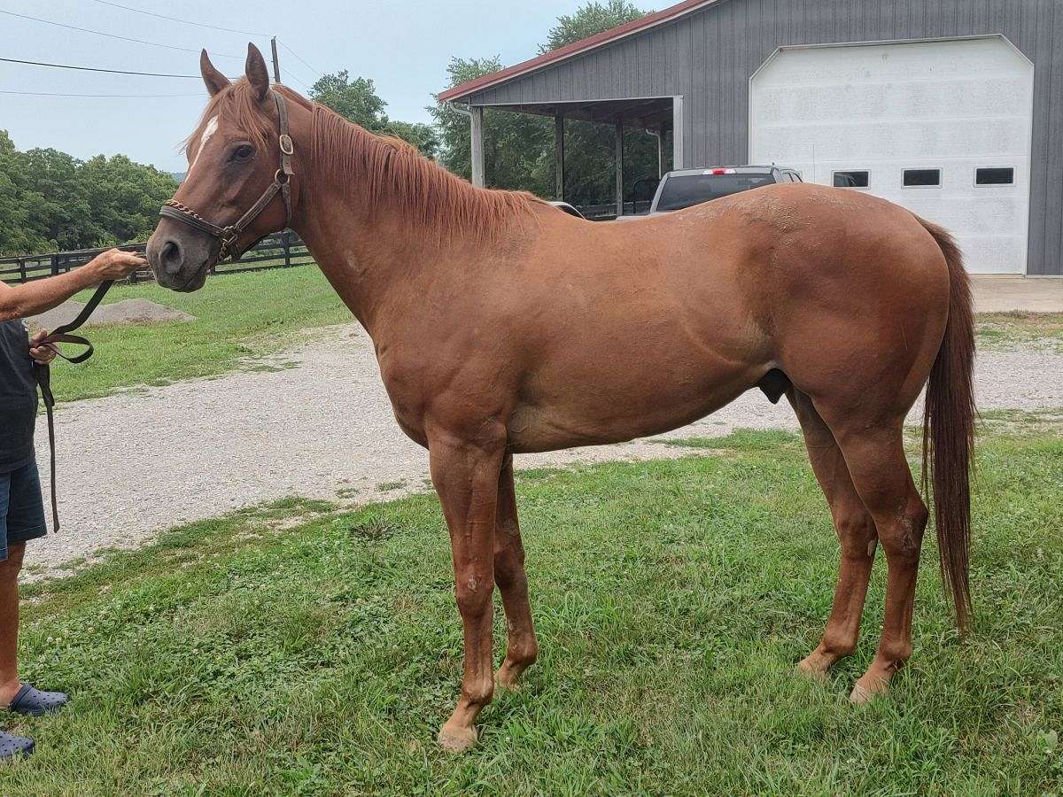 3 Y-Old Thoroughbred Gelding for Sale by Maximum Security