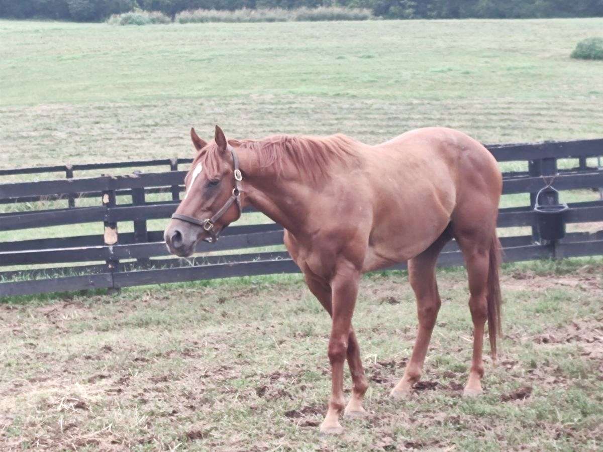 3 Y-Old Thoroughbred Gelding for Sale by Maximum Security