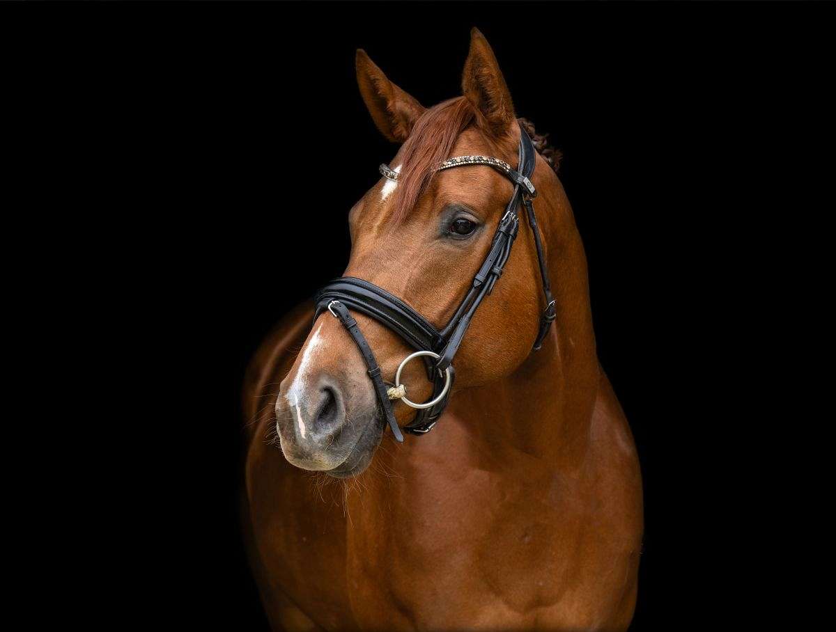 Ageless Endeavor | 2019 Chestnut TB Gelding