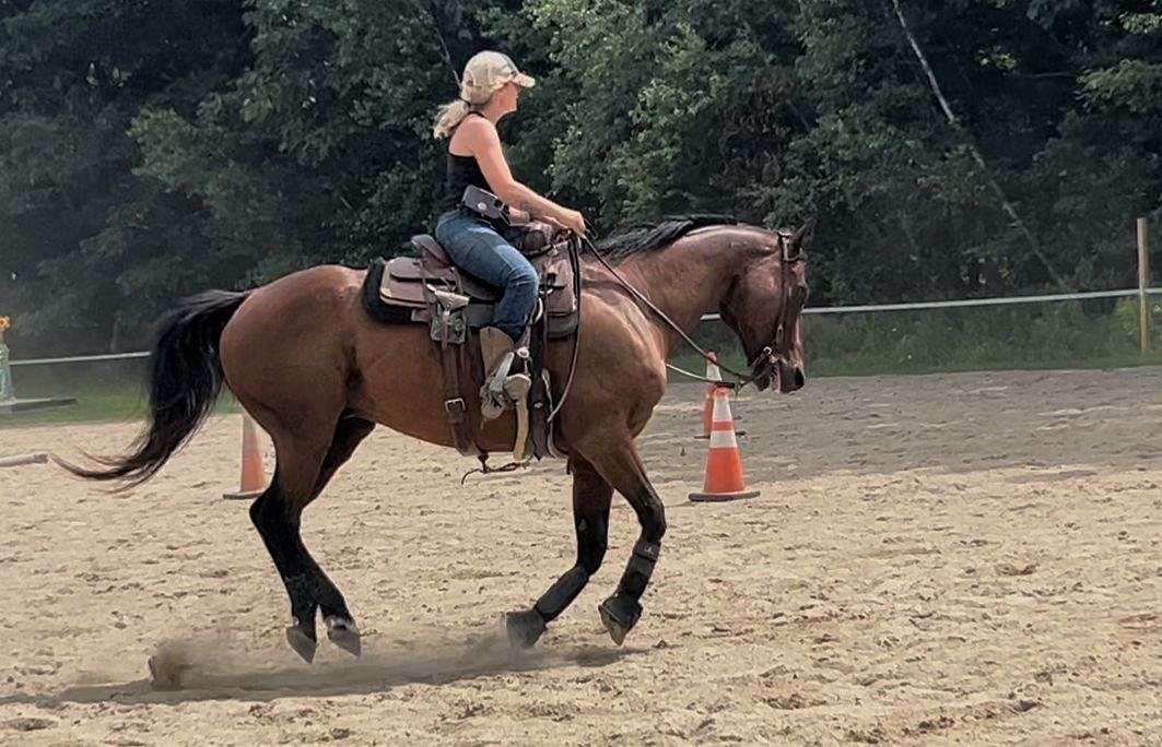 12 yo AQHA Gelding