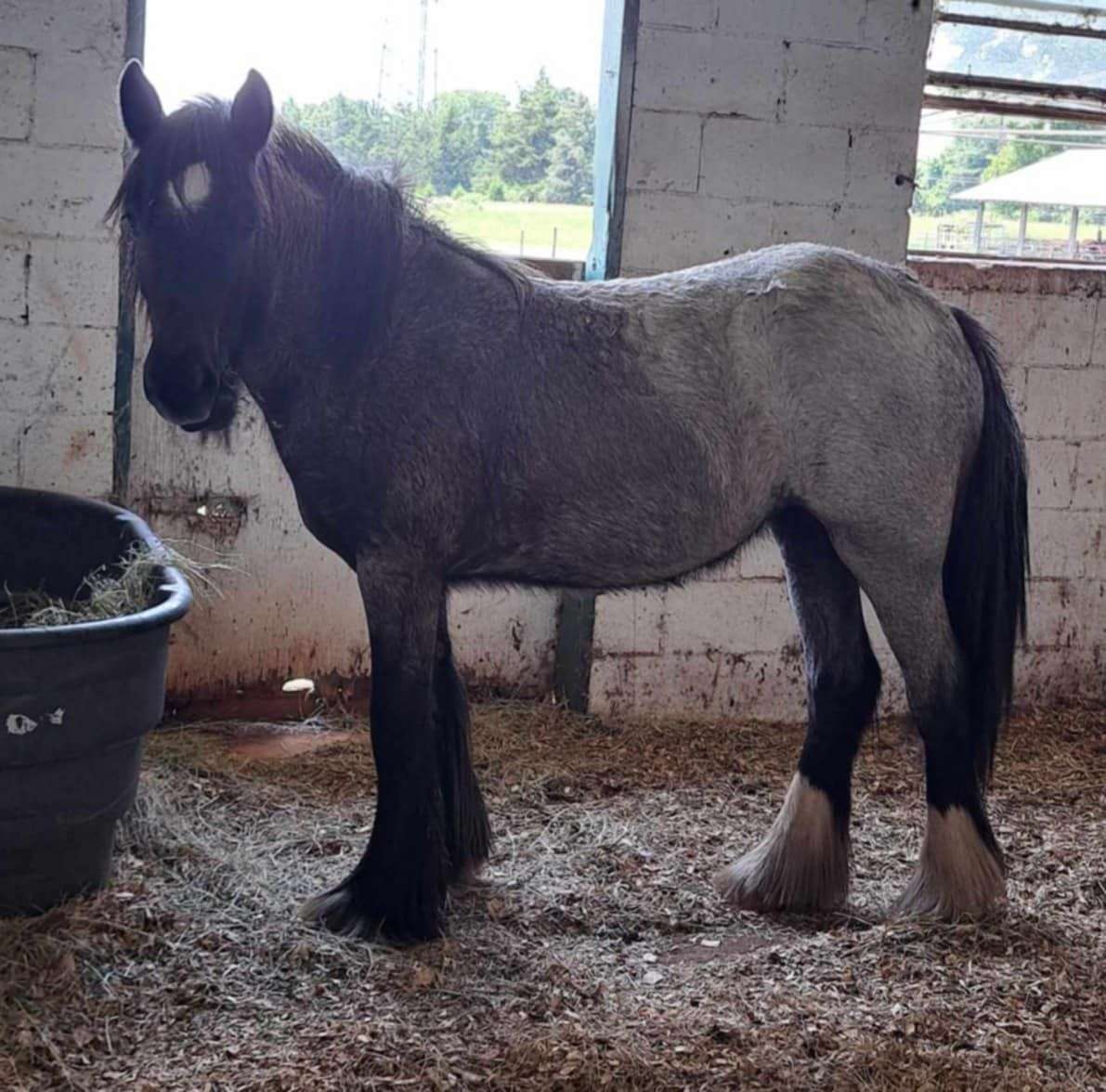 Blue Roan Gypsy Vanner Yearling Filly