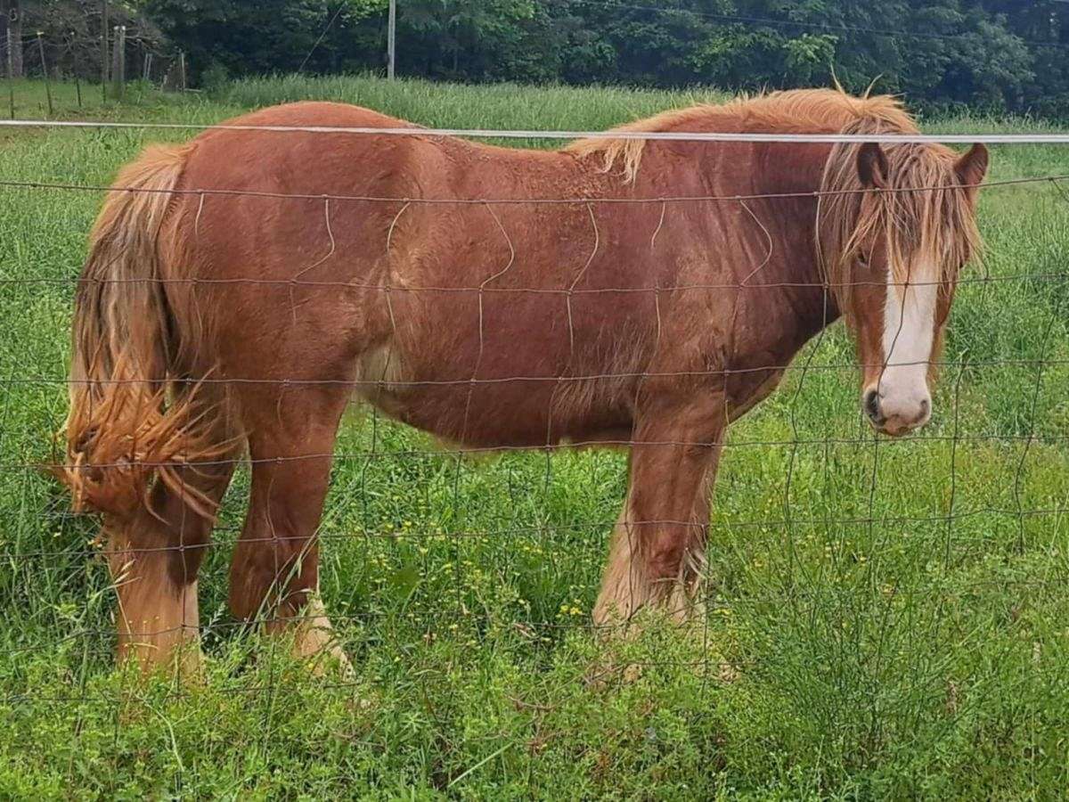 Chestnut Pearl Long Yearling Gypsy Filly