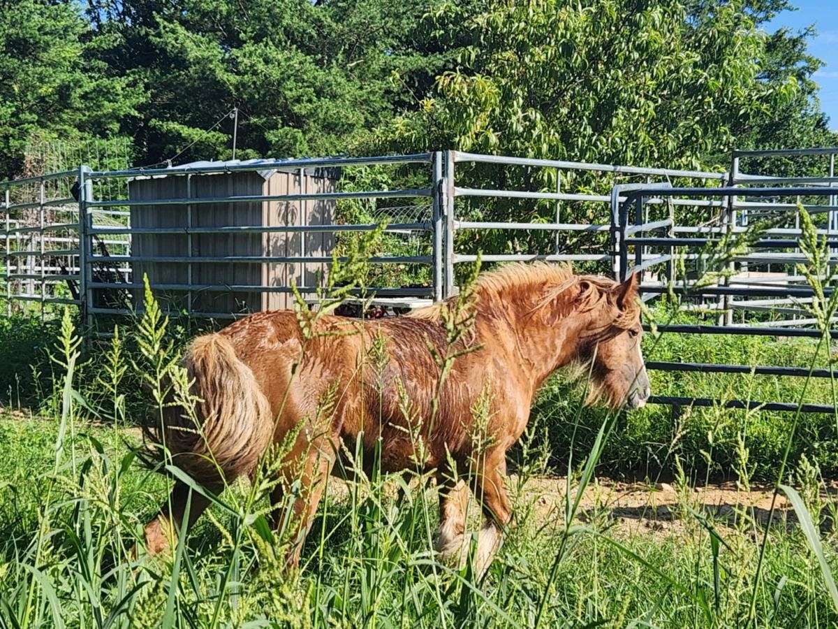 Chestnut Pearl Long Yearling Gypsy Filly