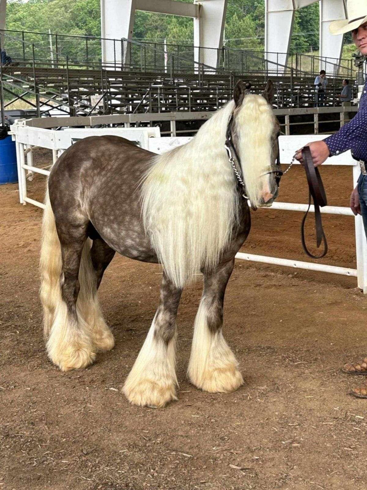 Silver Dapple Mini Gypsy Stallion