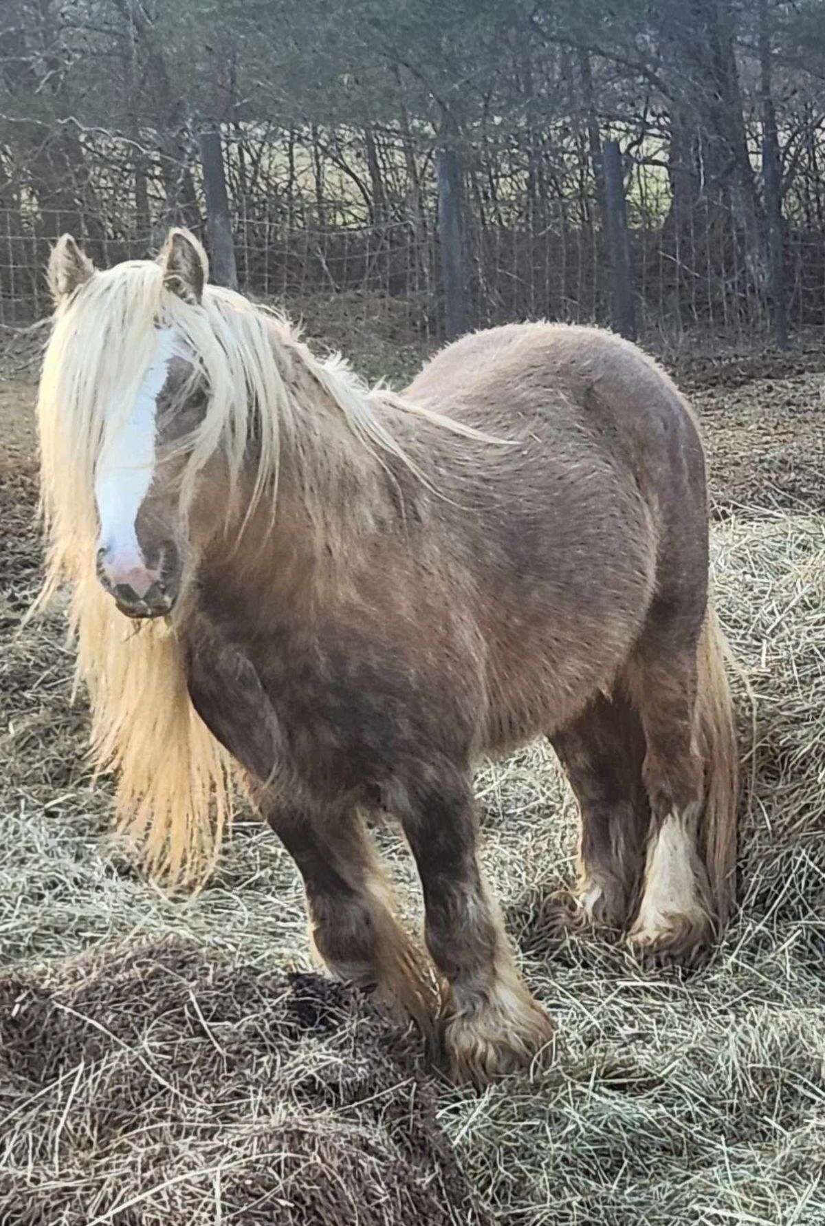 Silver Dapple Mini Gypsy Stallion
