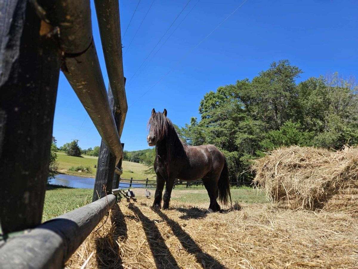 Black Pearl Mini Gypsy Stallion