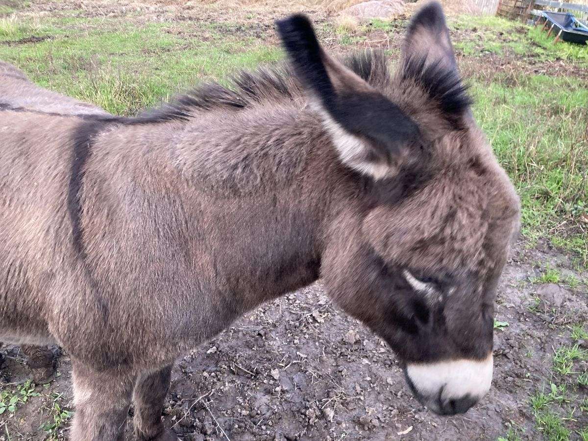 Guardian Donkey for Sale