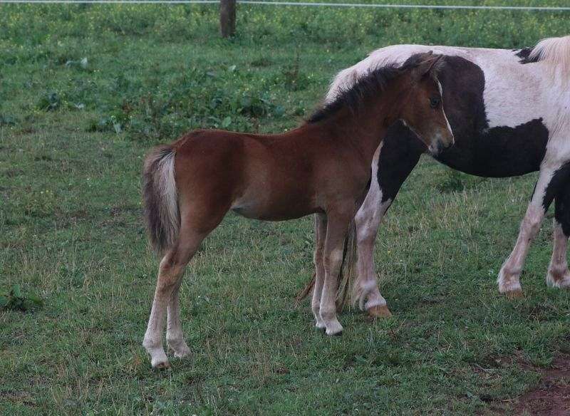 Beautiful AMHA/AMHR Bay Overo Filly