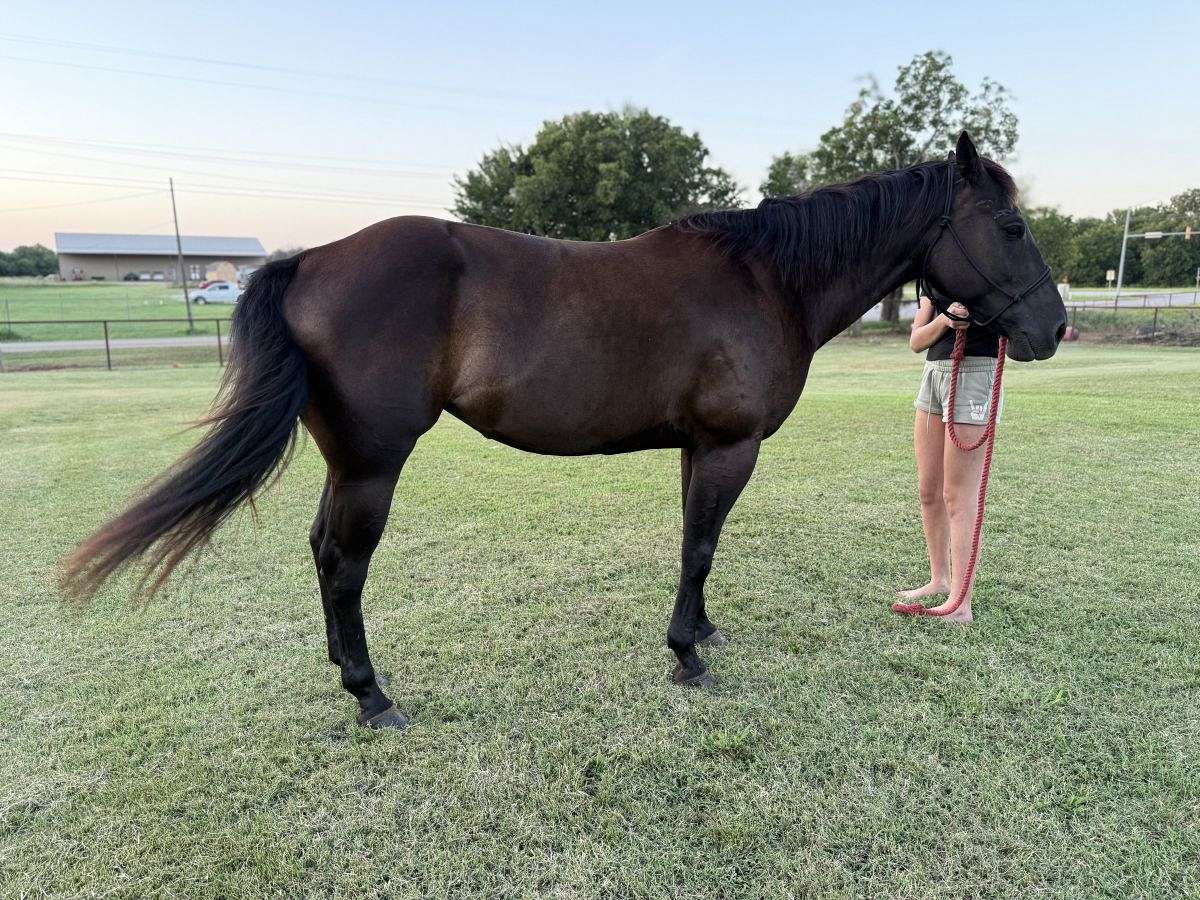 Beginner Family Horse and Great On Trails