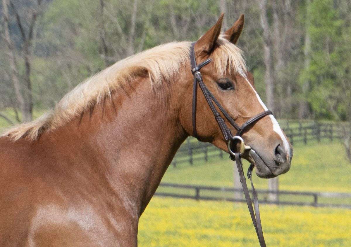 Fancy Pony Mare for Sale