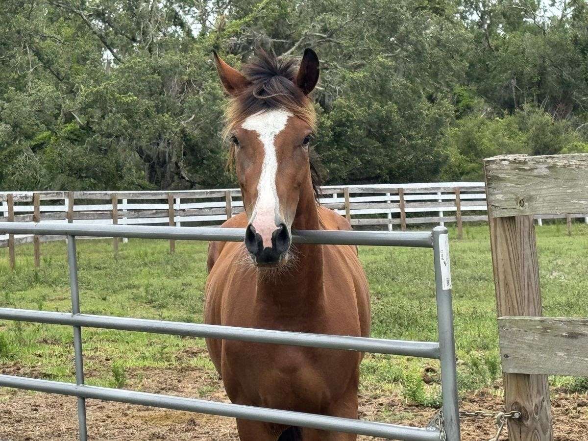 Clydesdale/Quarter Cross