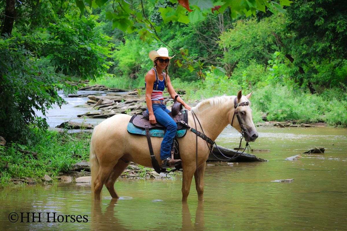 Beginner and Youth Safe Palomino Quarter Horse Gelding, Anyone Can Ride