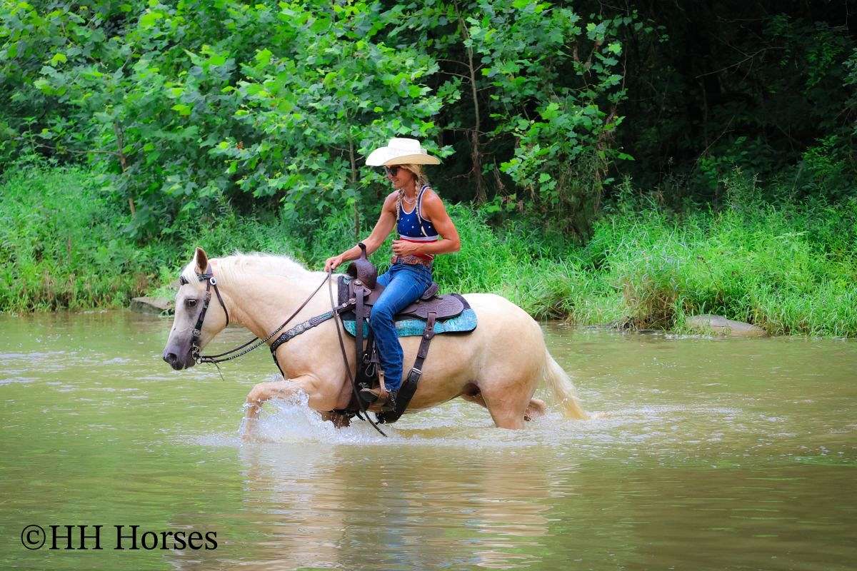 Beginner and Youth Safe Palomino Quarter Horse Gelding, Anyone Can Ride