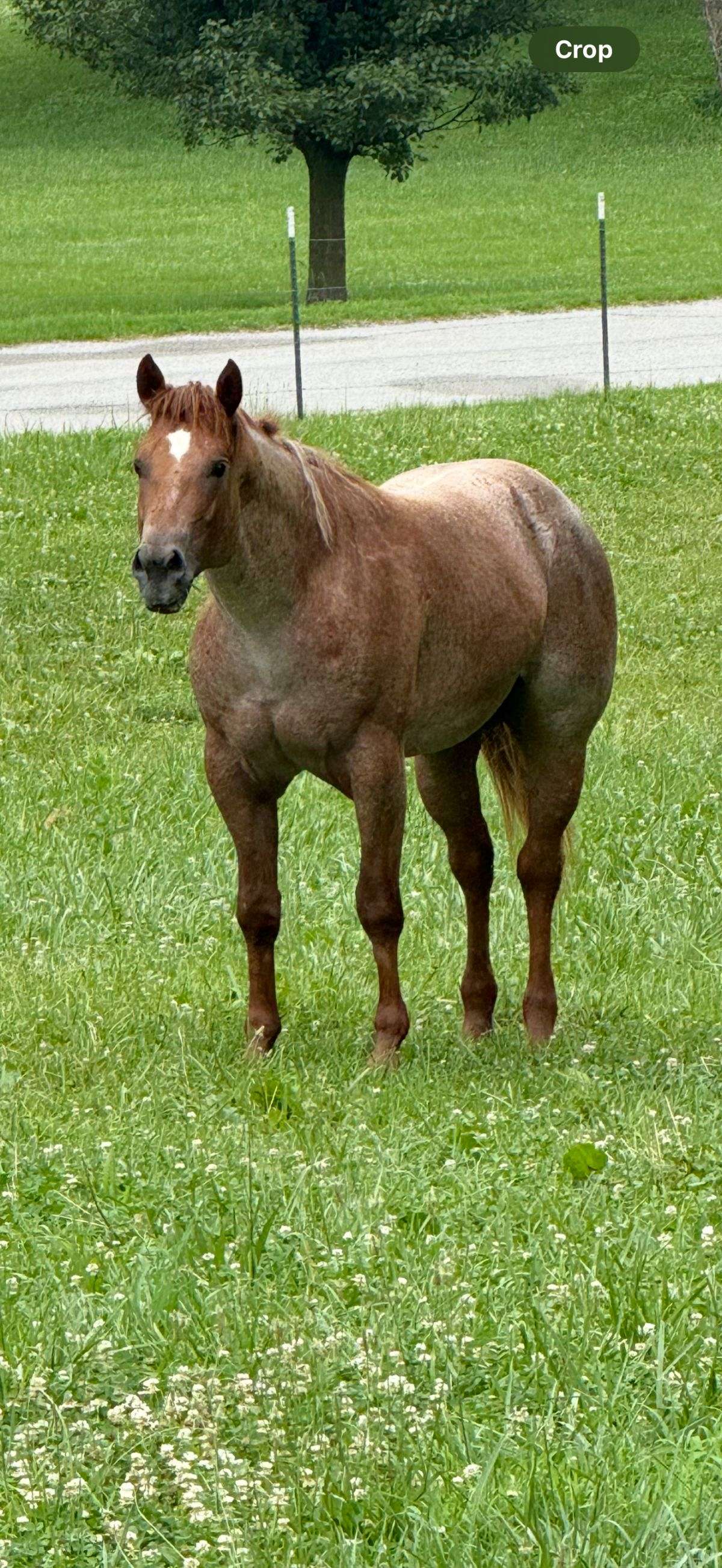 Big Fancy Roan Gelding